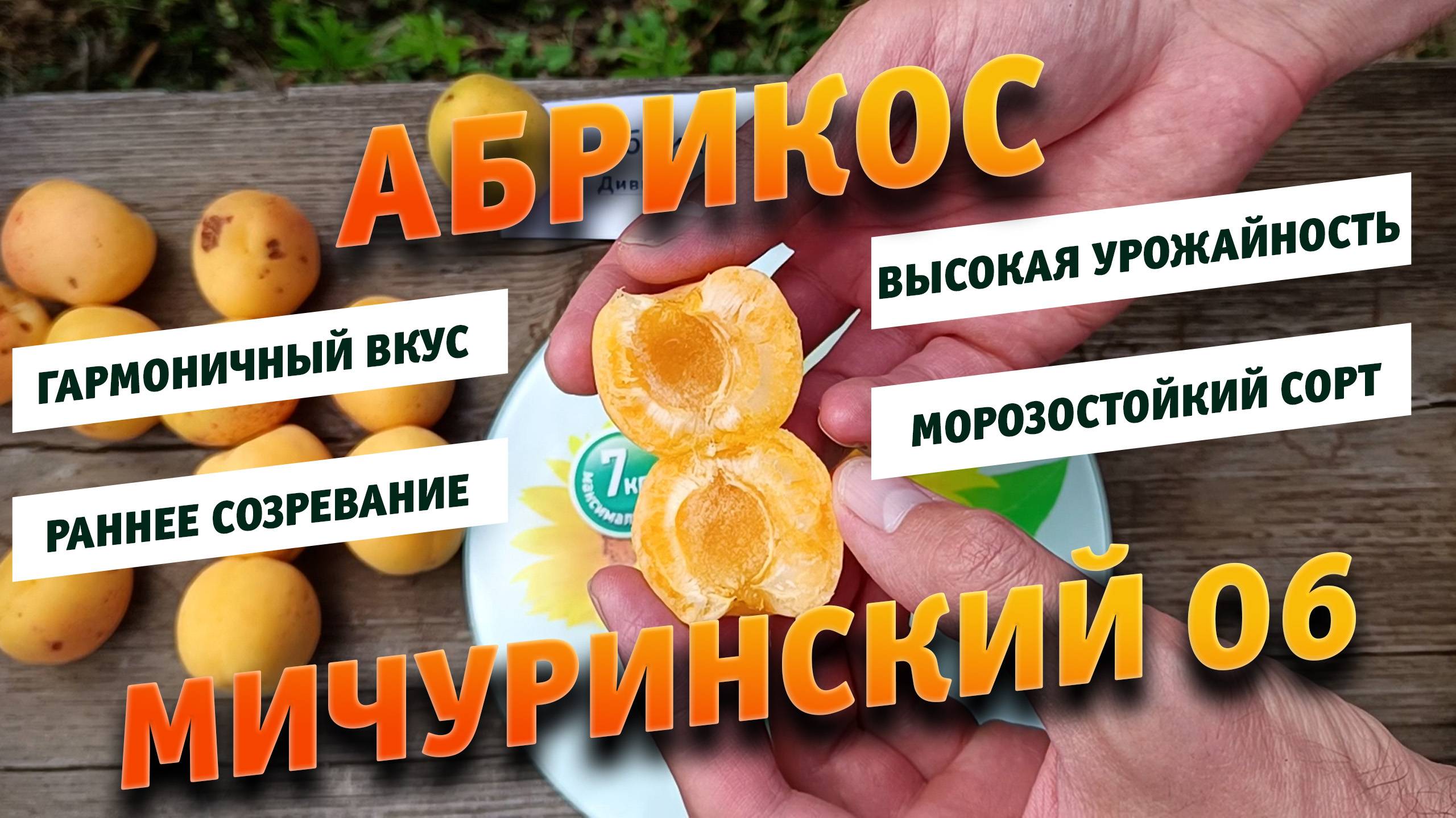 Какой вкус у Абрикоса Мичуринский 06 Дерево все в плодах