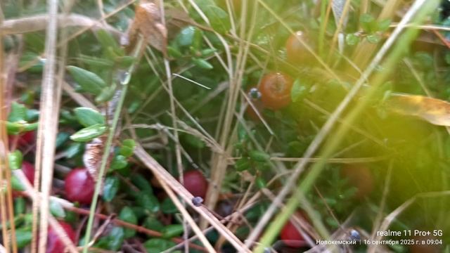 На Болото за Клюквой по Волгобалту из Новокемского. Сентябрь 2025