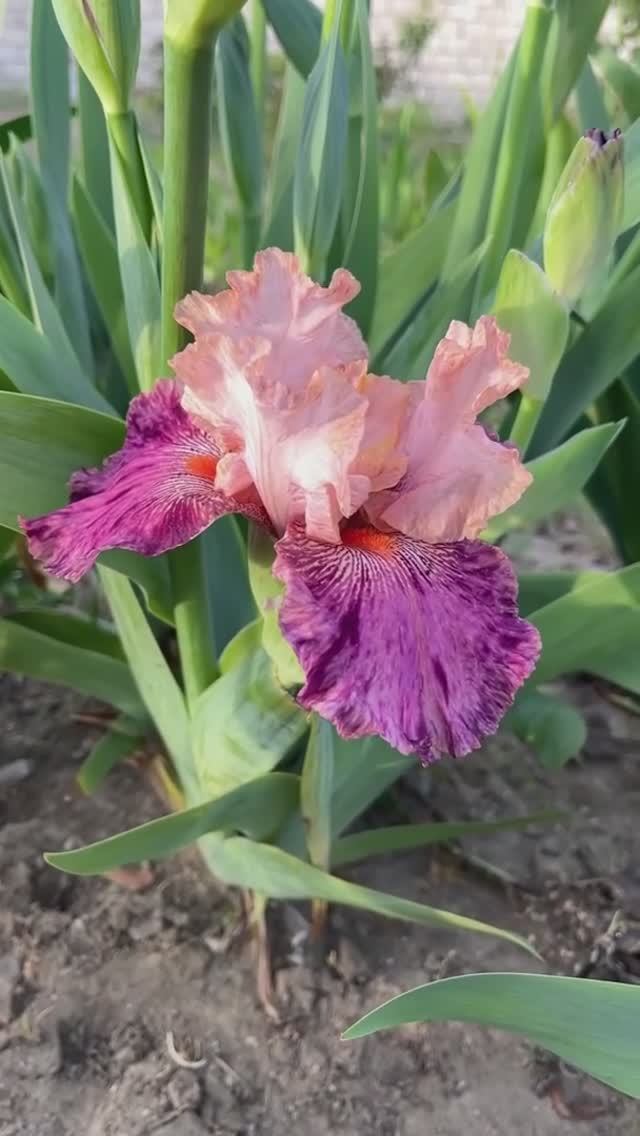 ирис интермедия (IB) 'Frisky Frolic' (Paul Black, R. 2008)