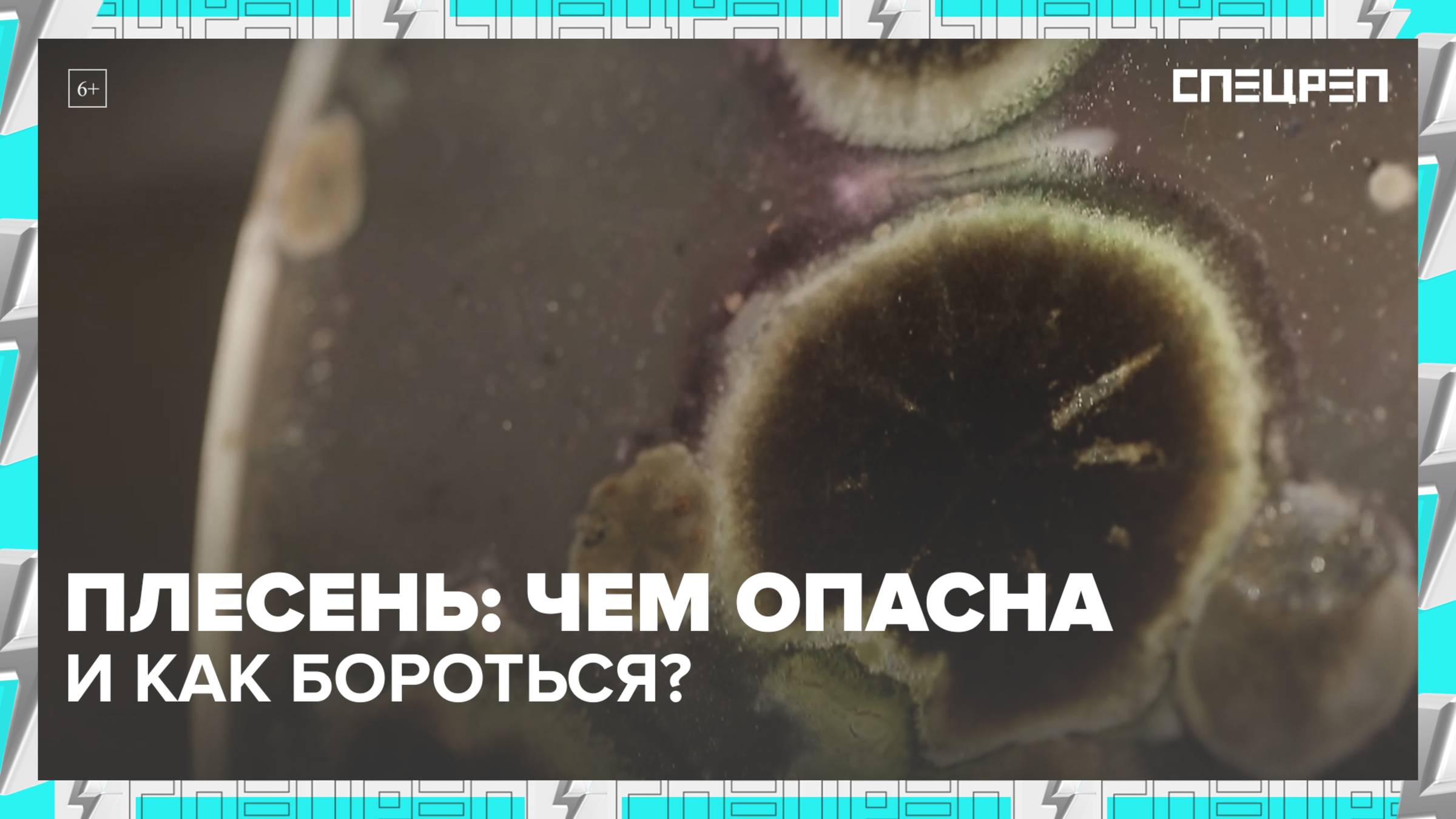 ПЛЕСЕНЬ: есть польза? Какой вред наносит человеку | Спецреп