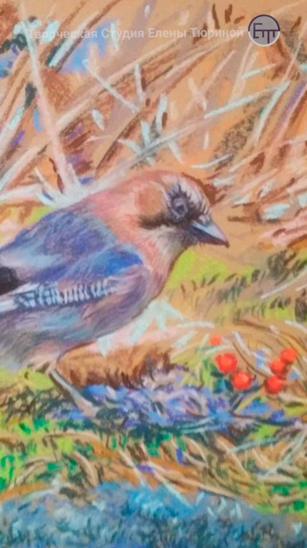 Сойка и рябина. Пастель #shorts #сойка #пастель #сухаяпастель #птица #этапырисования #shortsvideo