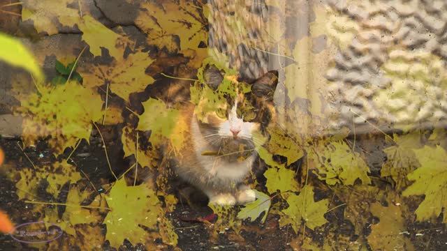 " Рыжий кот ворует Осень ... "  Музыкальная шкатулка