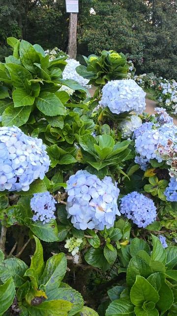 Секреты цвета гортензий из Венесуэлы