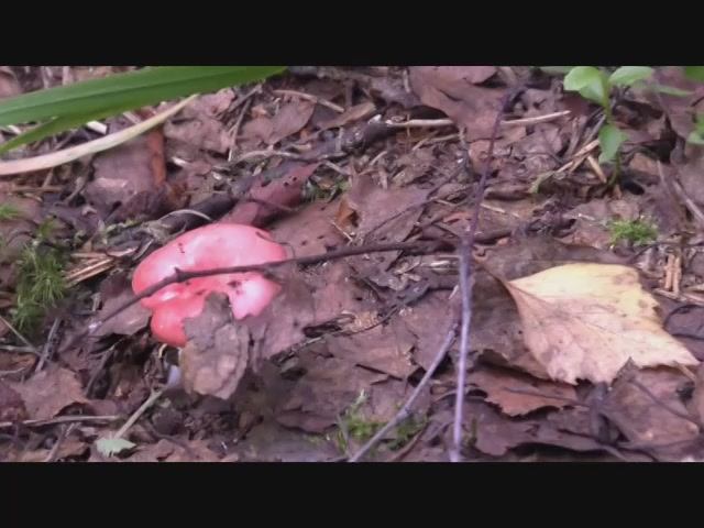 Летние грибы. Собираем Лисички, Сыроежки.