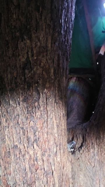 Домик в дереве, немецкий городок Колория Товар, Венесуэла