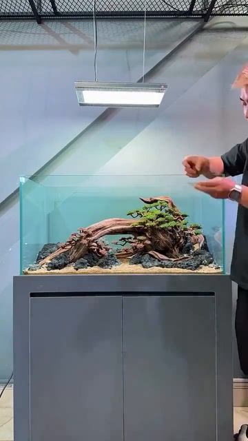 Создание бонсая в аквариуме 🌳
