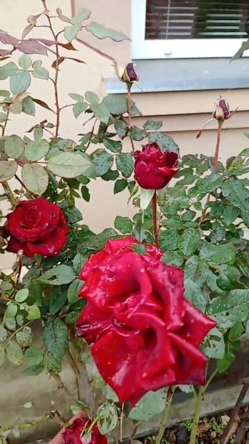 8 октября #дом #беларусь #сад