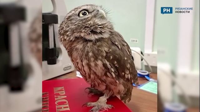 В центре Рязани подобрали краснокнижную сову