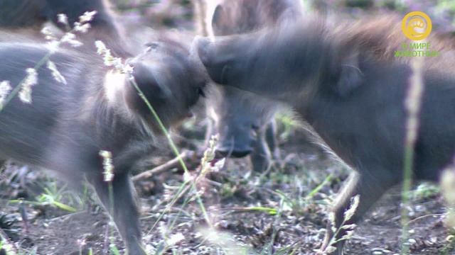 Детство в саванне. Анонс. Канал В Мире Животных