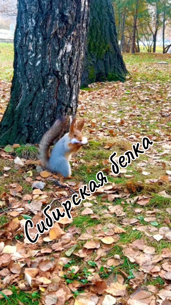 Сибирская белка.🐿️ Заснял,как белка рвёт траву,чтобы утеплить себе жилище.