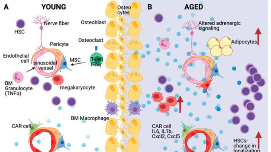 Воспалительное старение крови