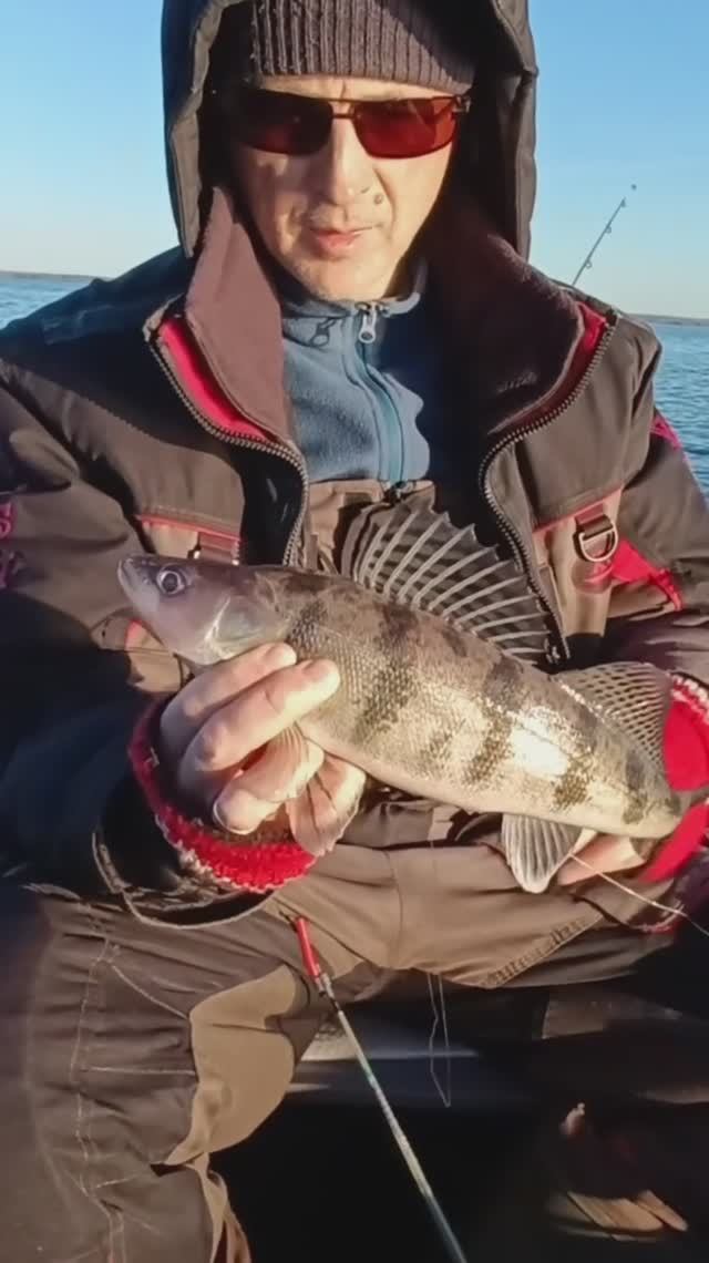 Что за рыба Берш и чем она отличается от Судака?!