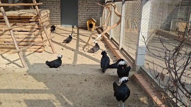 Хохлатые курочки Липецкого зоопарка. Очень милые птички на свете.