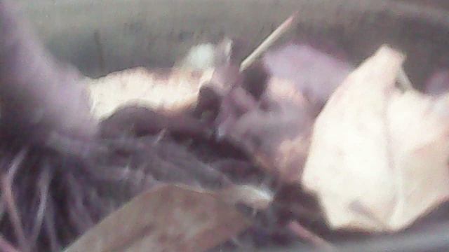 Помогаю родителям - переношу саженцы с открытой площадки в зимнее хранилище