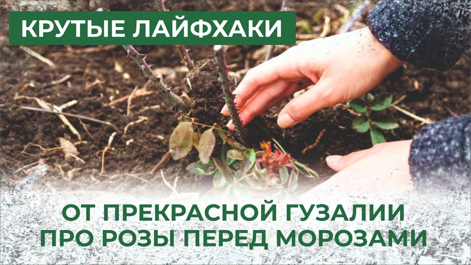 Розы, прекрасные и нежные, не любят морозов. Готовим к зимовке