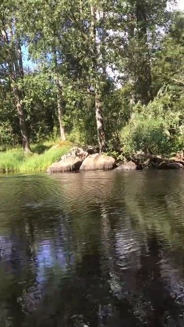 Ленинградская область. Хвойное. 10.07.2024. Рукав реки Вуоксы перед малым порогом. Видео пейзаж