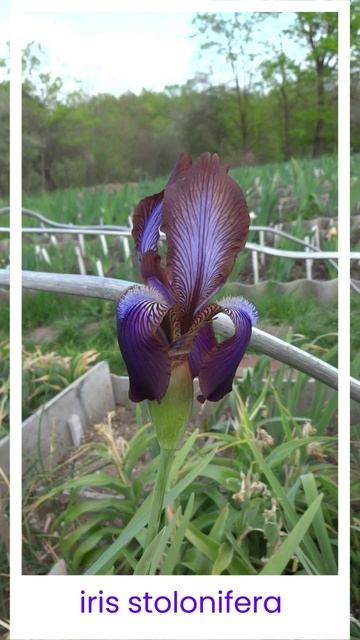 Iris stolonifera