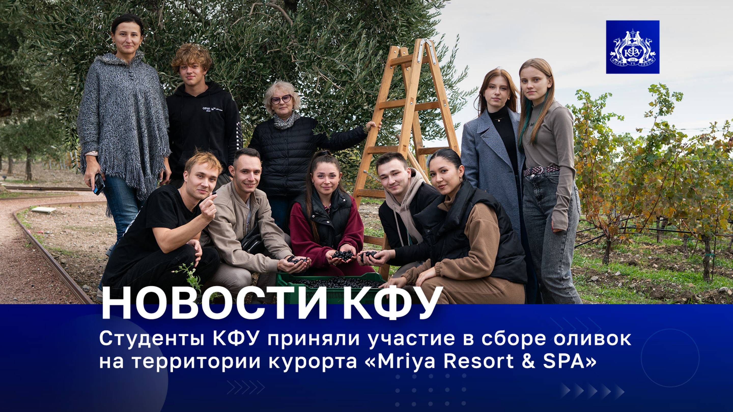 Студенты КФУ приняли участие в сборе оливок на территории курорта «Mriya Resort & SPA»