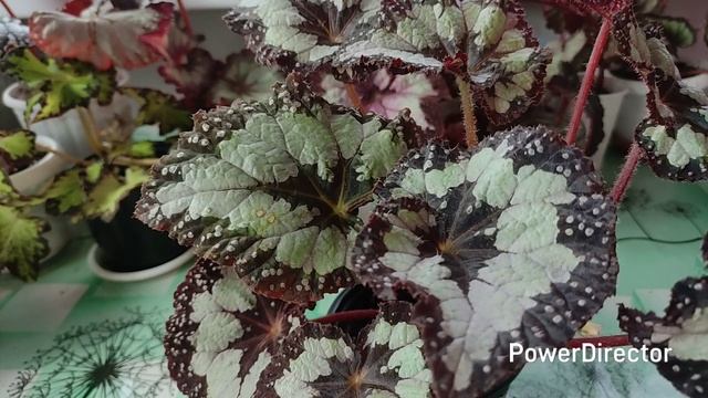 КАЛЕЙДОСКОП ЛИСТЬЕВ.ОБЗОР БЕГОНИИ,часть2.