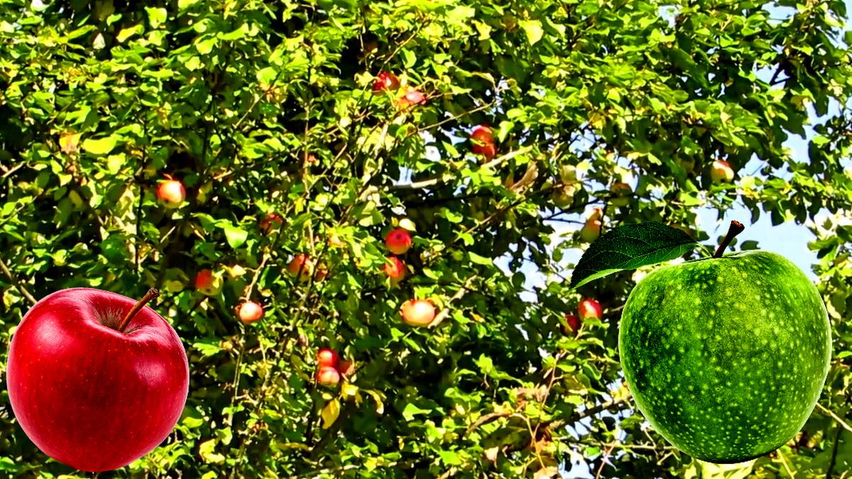 На яблоне...