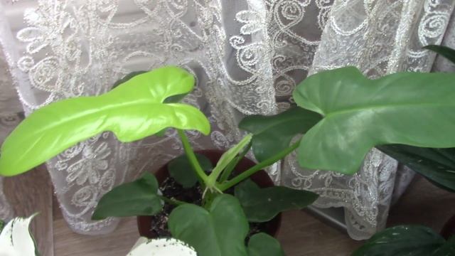 На окна не поместились.