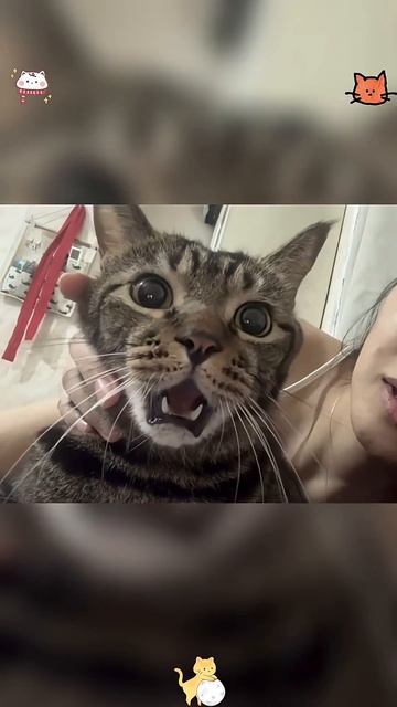 Смешные животные