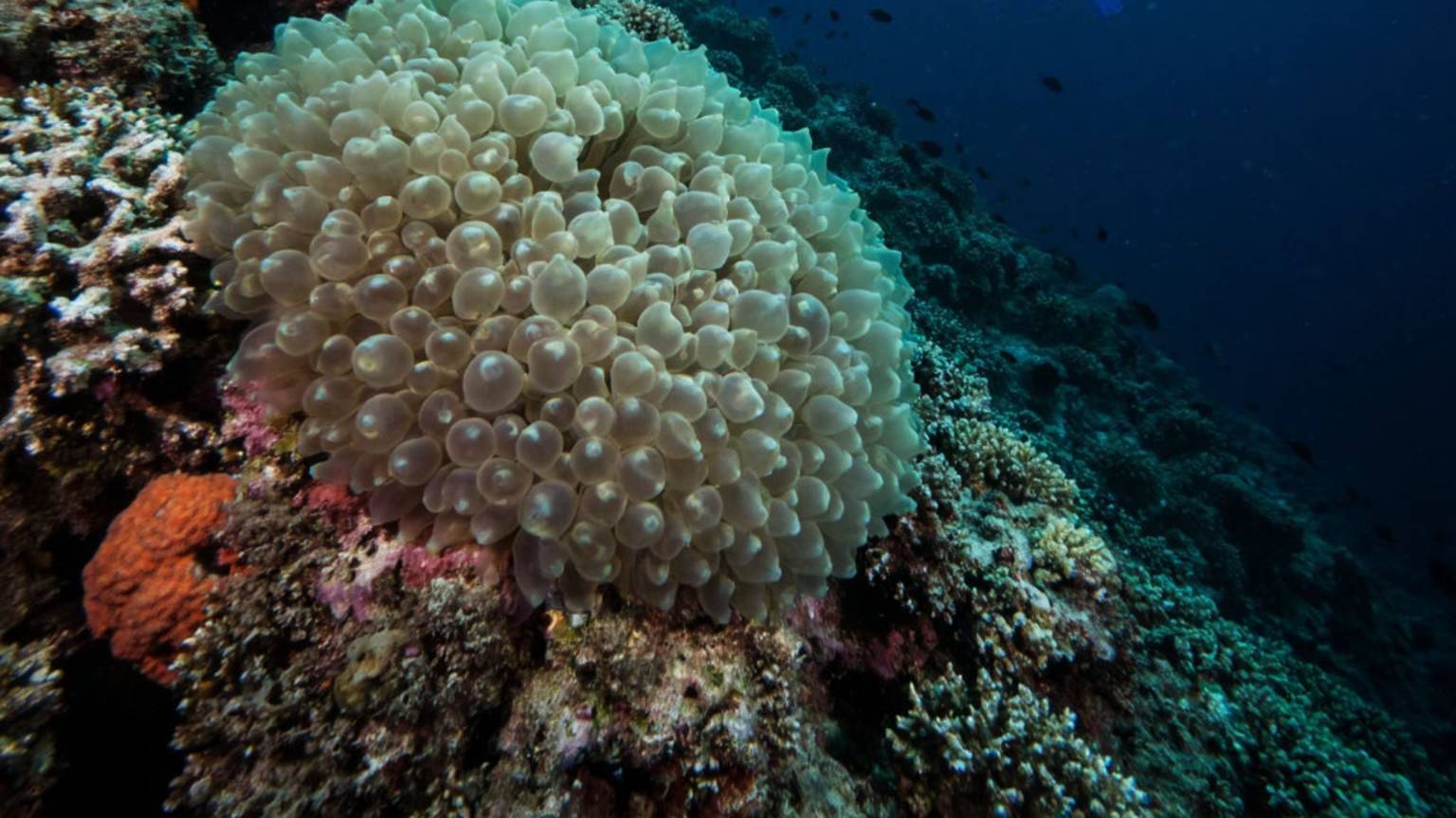 коралловый риф, ночной дайвинг на Мальдивах, ночной дайвинг