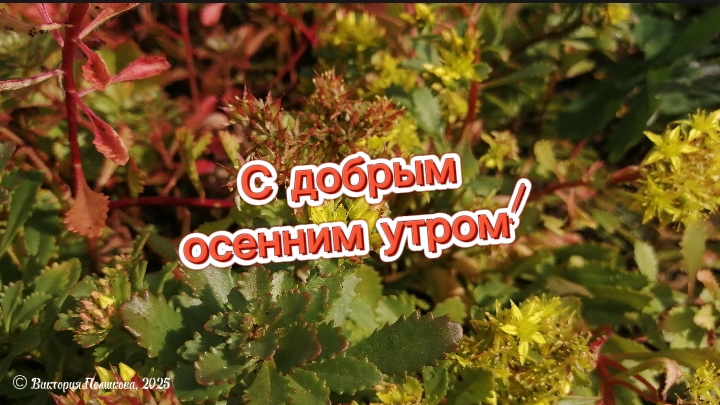 С добрым осенним утром!