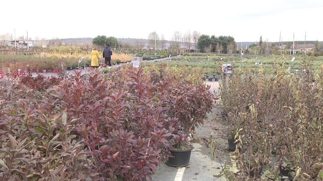 Резать или не резать - вот в чем вопрос!