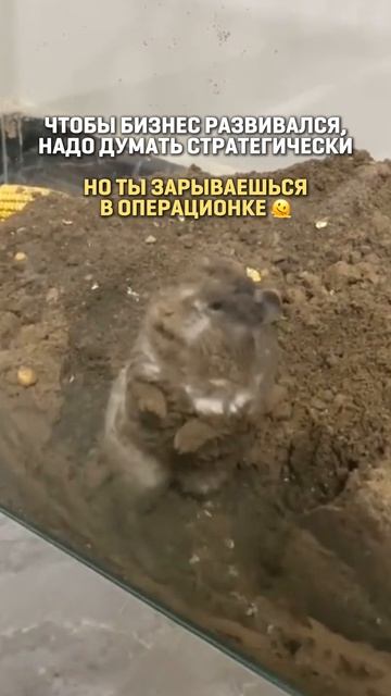 Я руководитель и я САМ! 😀