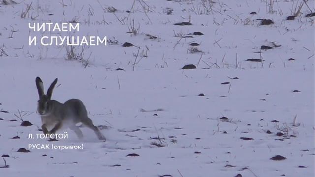 Возьмите на урок: Л. Толстой "Русак"