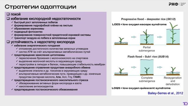 Исследование стратегий адаптации растений к недостатку кислорода на основе омиксных технологий