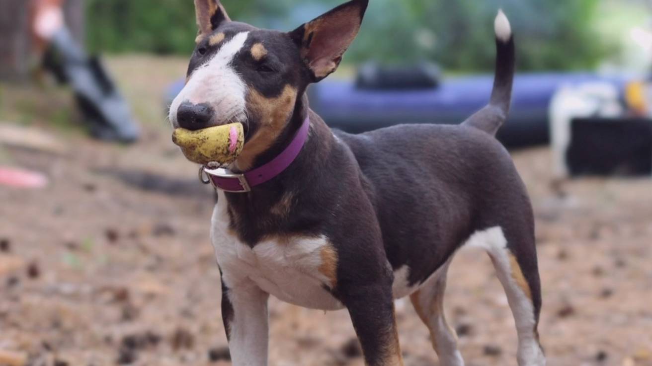Аристократы с акульей мордой - в программе ""Дело ведёт Мур-р-р""