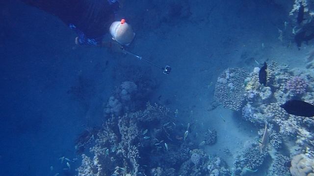 коллега снимает рыбу-"крокодил"