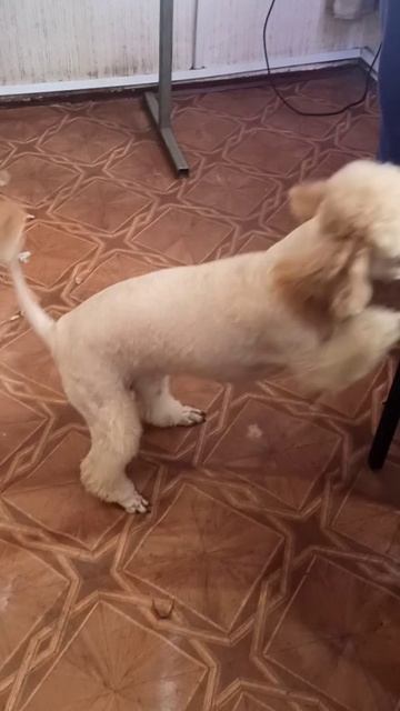 Пудель Бондюэль подстригся! Зоосалон Eteluin г.Краснодон.