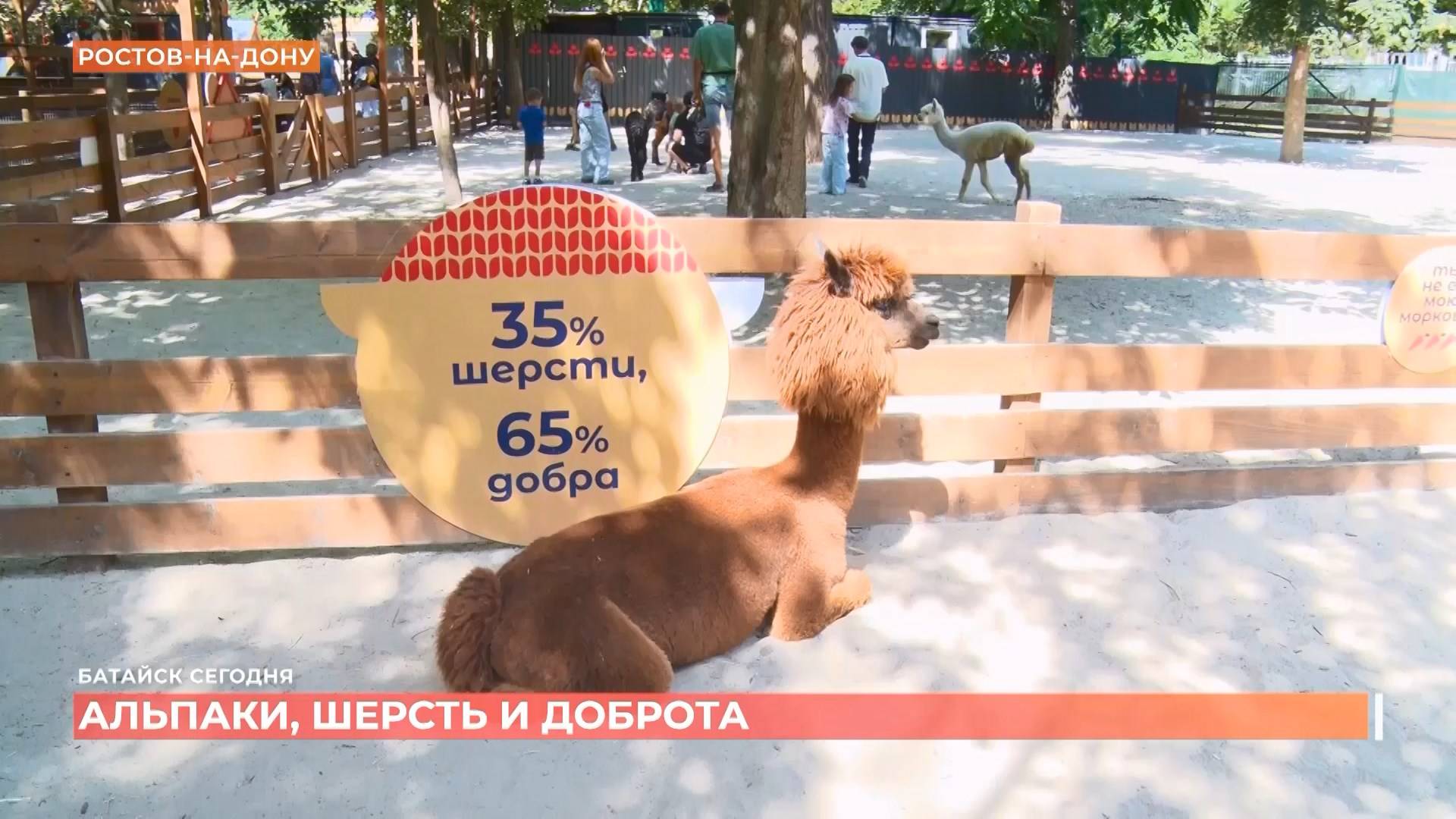 Шерстяные альпаки поменяли место жительства: заснеженные Анды на донскую степь