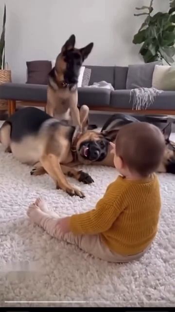 Собаки-художники.