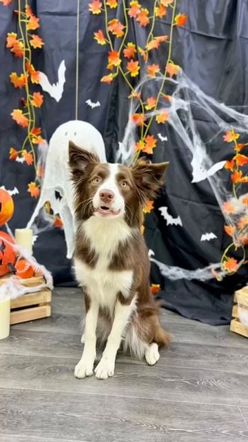 🎃 Хэллоуин 2025 в Мистер Гав: Конкурс костюмов, фотосессии и выгоды для питомцев!