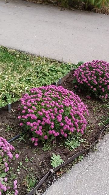 #Shorts #Осень  #Цветы