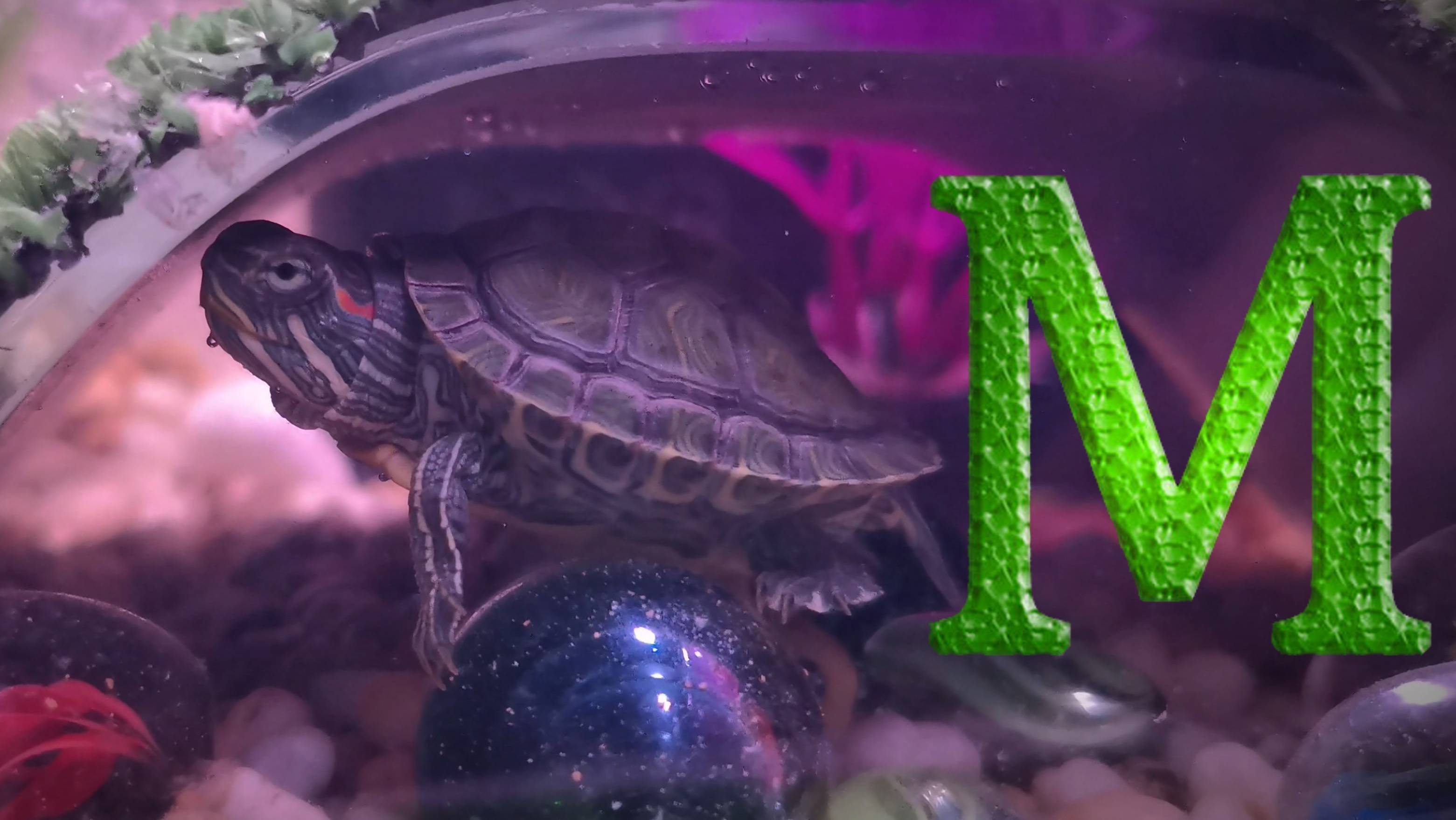 Красноухая черепашка 🐢x5 4K 60fps Манго!