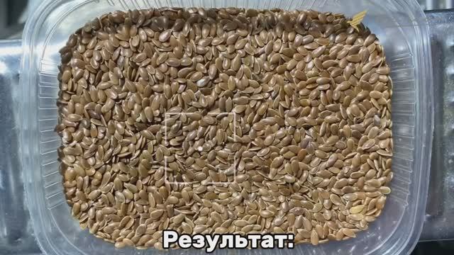 Финишная очистка семян льна на фотосепараторе Сапсан SE 3 в составе семенной линии