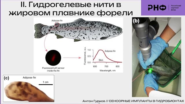 Всероссийский лекторий РНФ. Имплантируемые оптические сенсоры для контроля здоровья водных животных