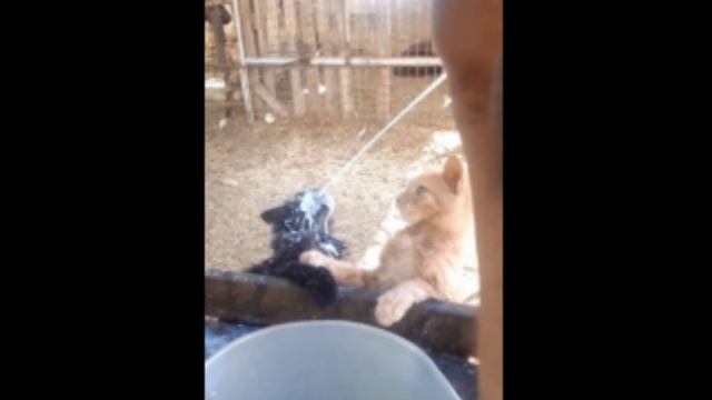 Счастливо на ферме мы живём ))