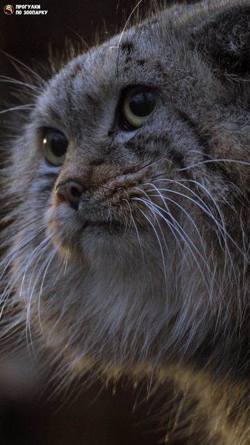 Манул Шу наблюдает за обстановкой вечером. Ленинградский зоопарк
