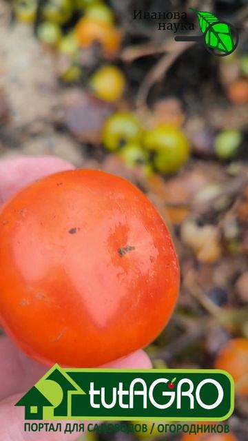 Сею томаты под зиму и забываю про рассаду: теперь получаю тонны ранних помидоров.