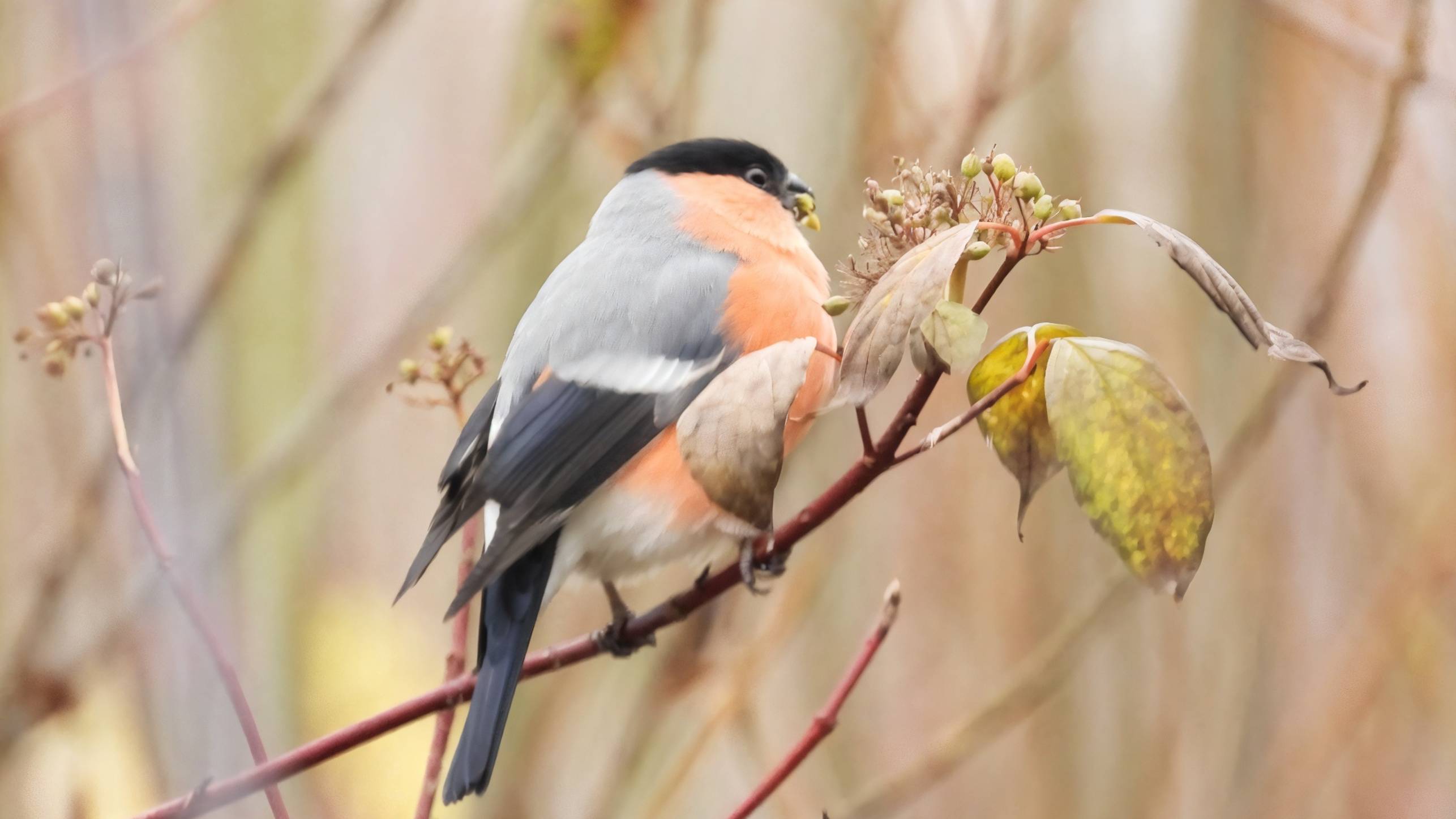 Снегирь ест плоды Свидина Белая Cornus alba, наблюдение птиц в Великом Новгороде, 01.11.2025