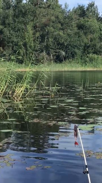 Ленинградская область. Хвойное. 11.07.2024. Лето. Вуокса. Пляжный сезон.