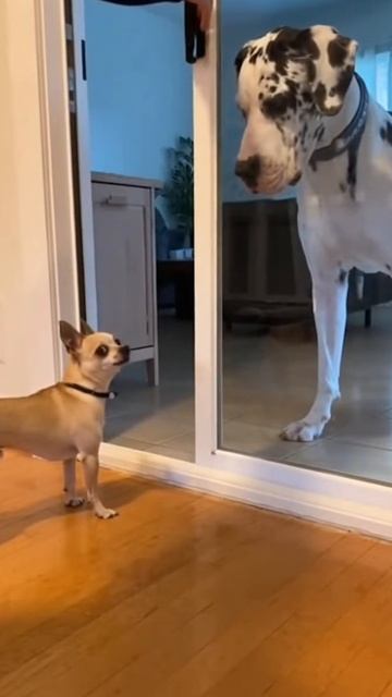 Ай Моська!!! #собачки #собачьяжизнь #собака #четвероногие #друзья #животные #моська #дог #злаясобака