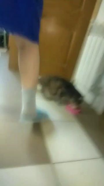 Лизка муська кошка мушка кошка Том