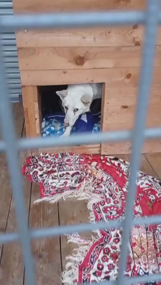 ЧЬЯ ПОТЕРЯШКА?!!! Хозяин найдись!!!